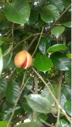 Spices - Sri Lanka Tourism Hub